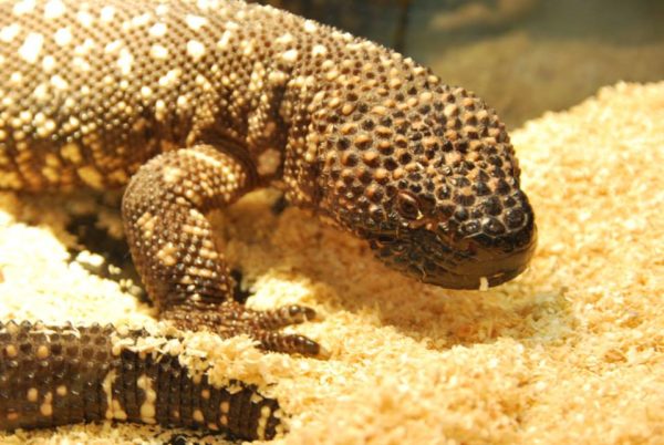 PHOTOS – The Nor Cal Reptile Expo